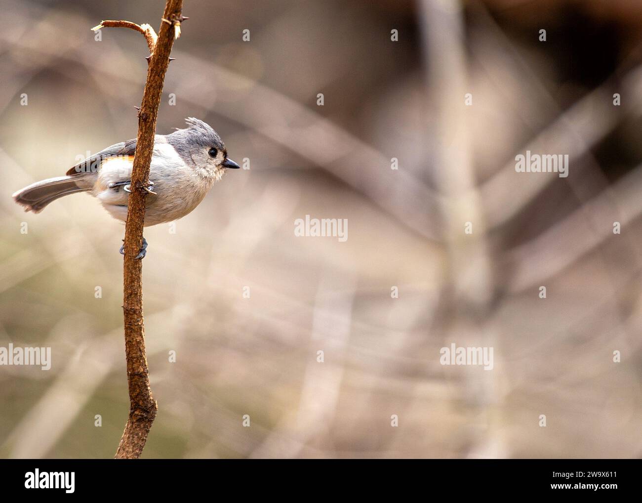 Baeolophus bicolor, the Tufted Titmouse, brings lively energy to North ...