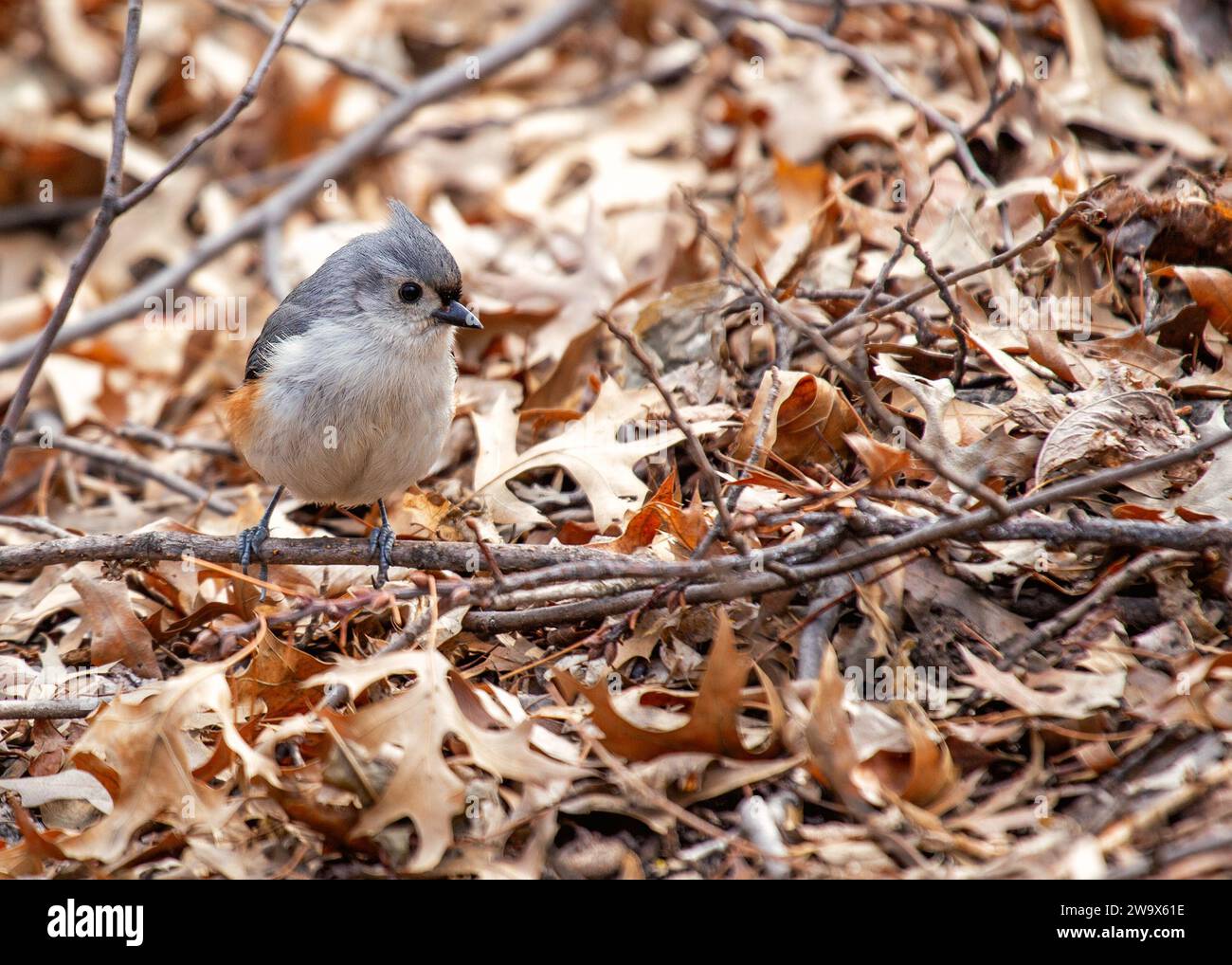Baeolophus bicolor, the Tufted Titmouse, brings lively energy to North ...