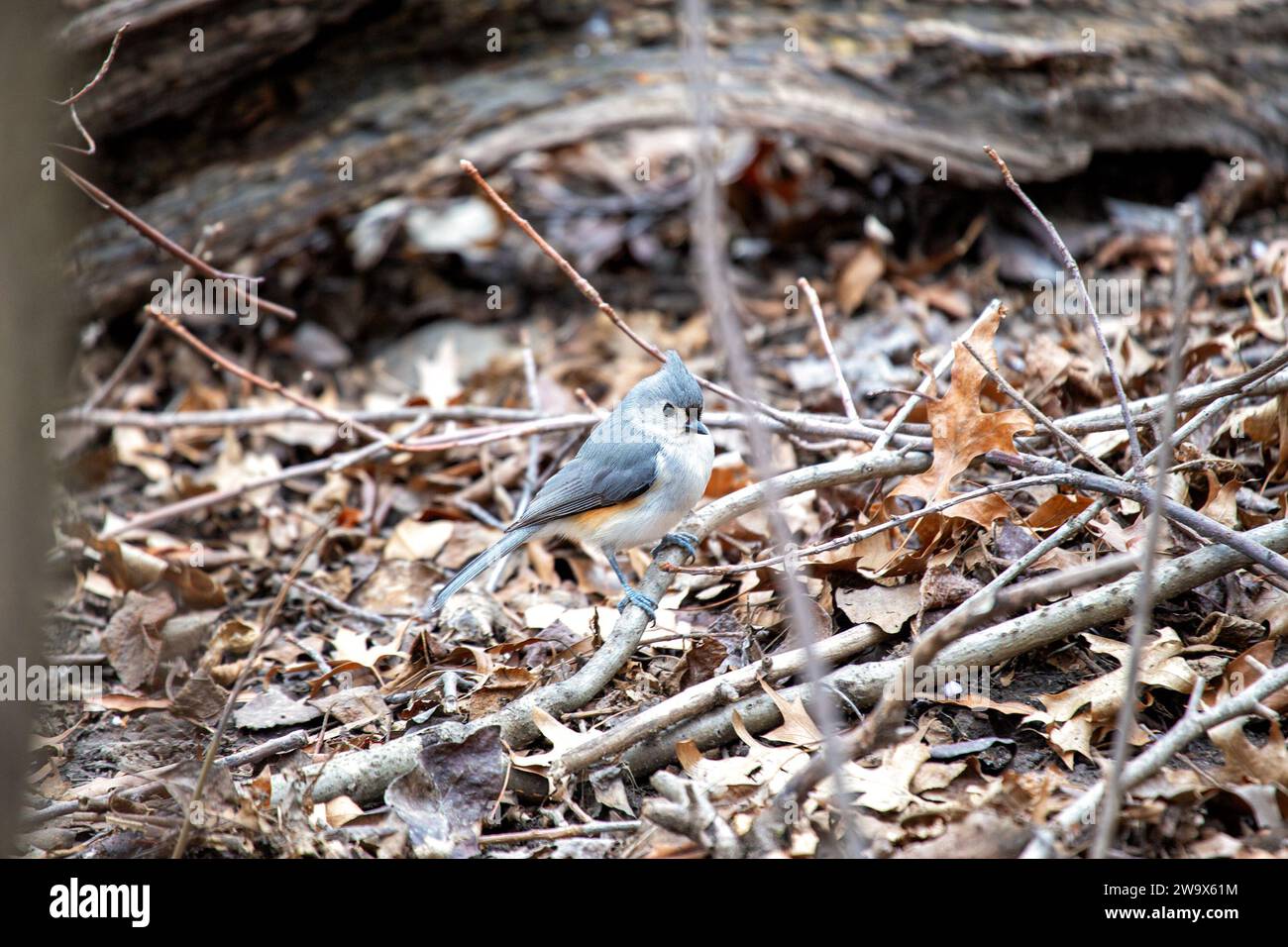 Baeolophus bicolor, the Tufted Titmouse, brings lively energy to North ...