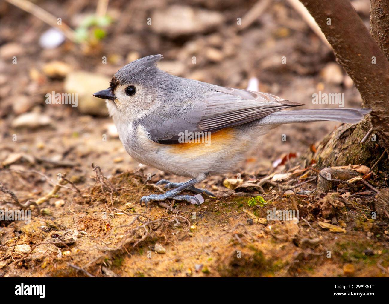 Baeolophus bicolor, the Tufted Titmouse, brings lively energy to North ...