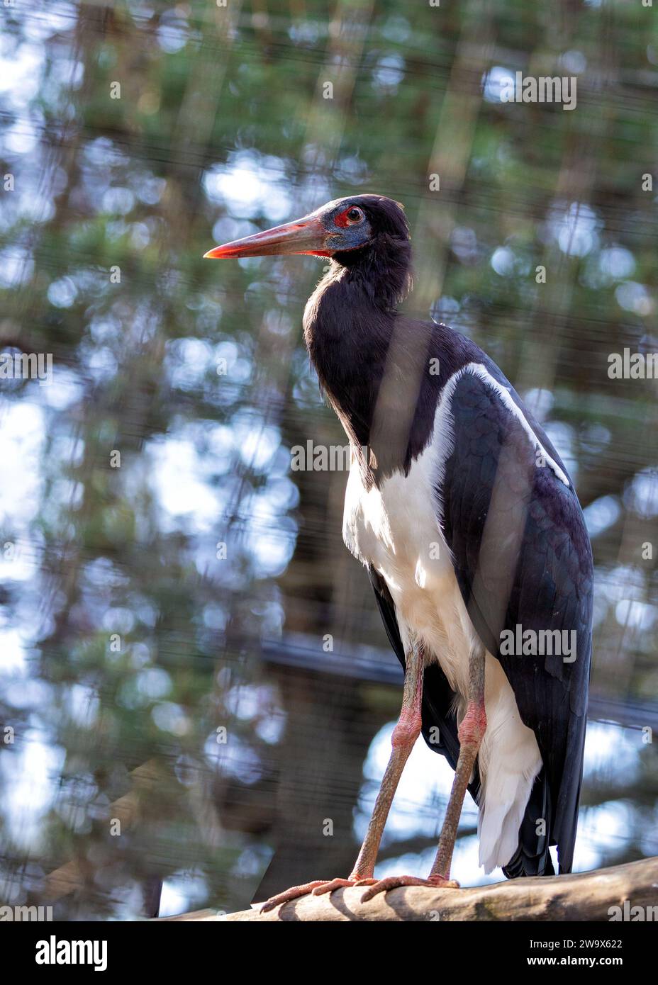 Ciconia abdimii, the Abdim's Stork, graces African skies with grace ...