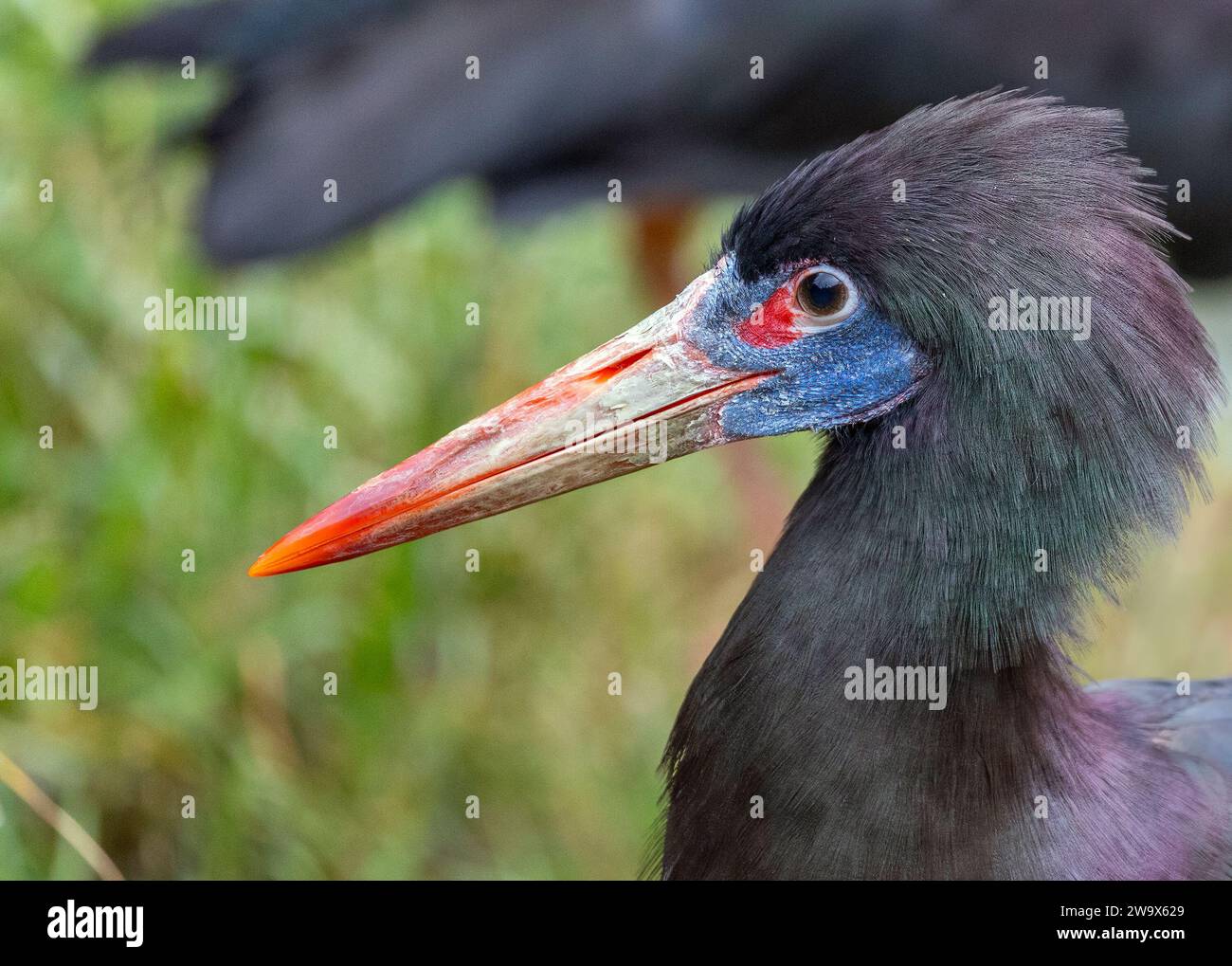 Ciconia abdimii, the Abdim's Stork, graces African skies with grace ...