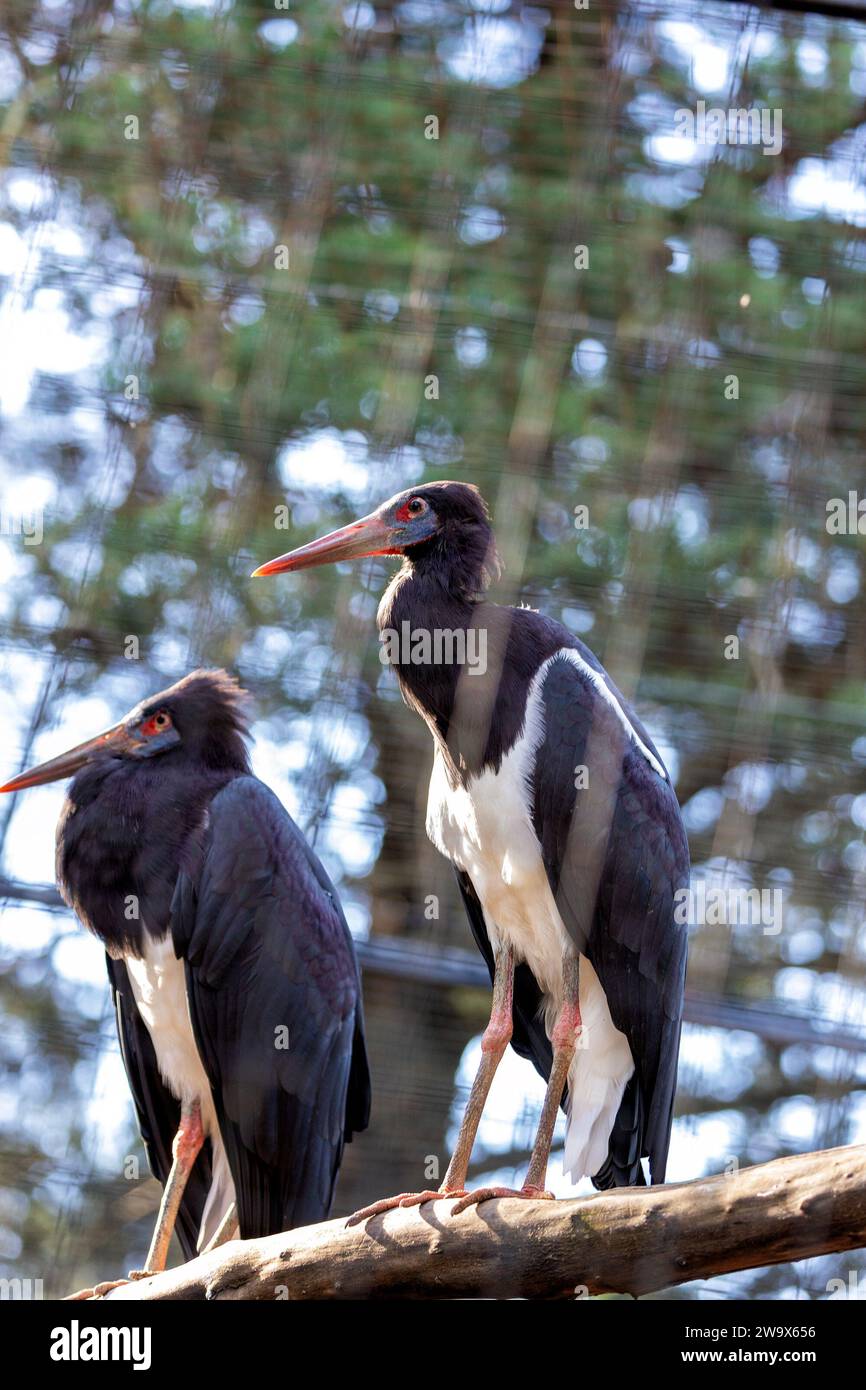 Ciconia abdimii, the Abdim's Stork, graces African skies with grace ...
