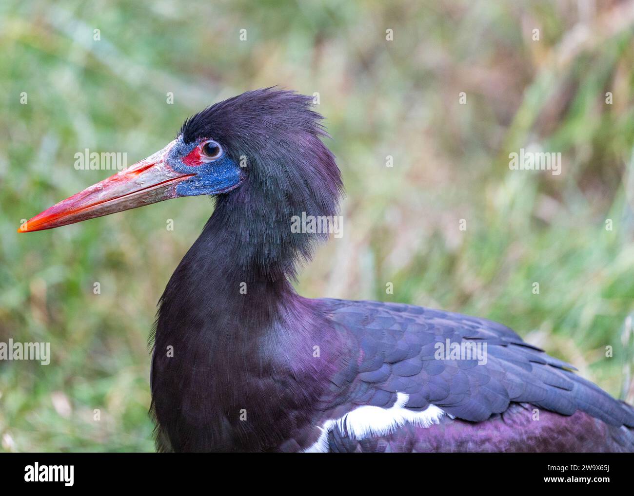 Ciconia abdimii, the Abdim's Stork, graces African skies with grace ...