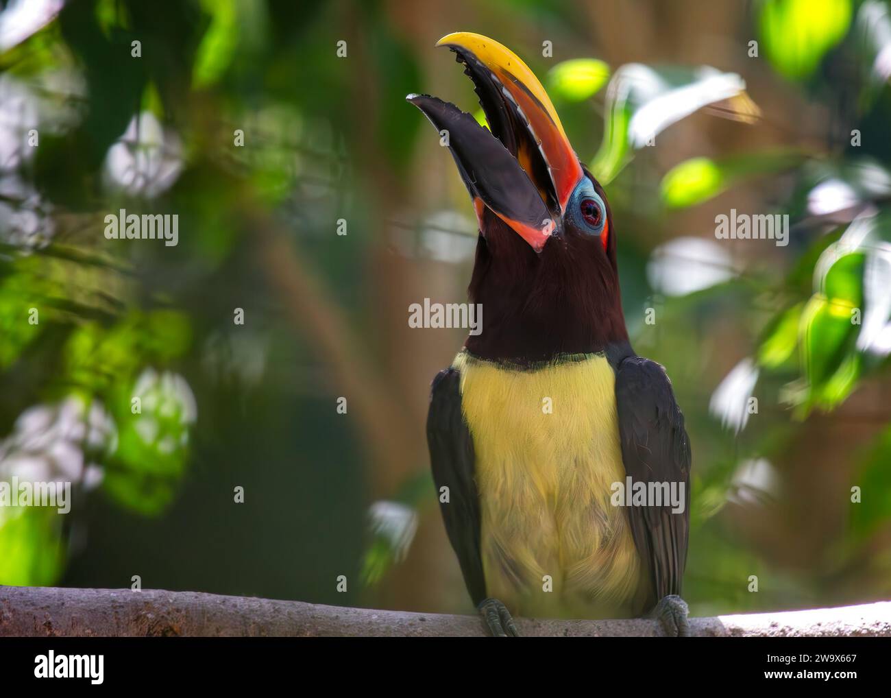 Pteroglossus viridis, the Green Aracari, brings tropical vibrance with ...