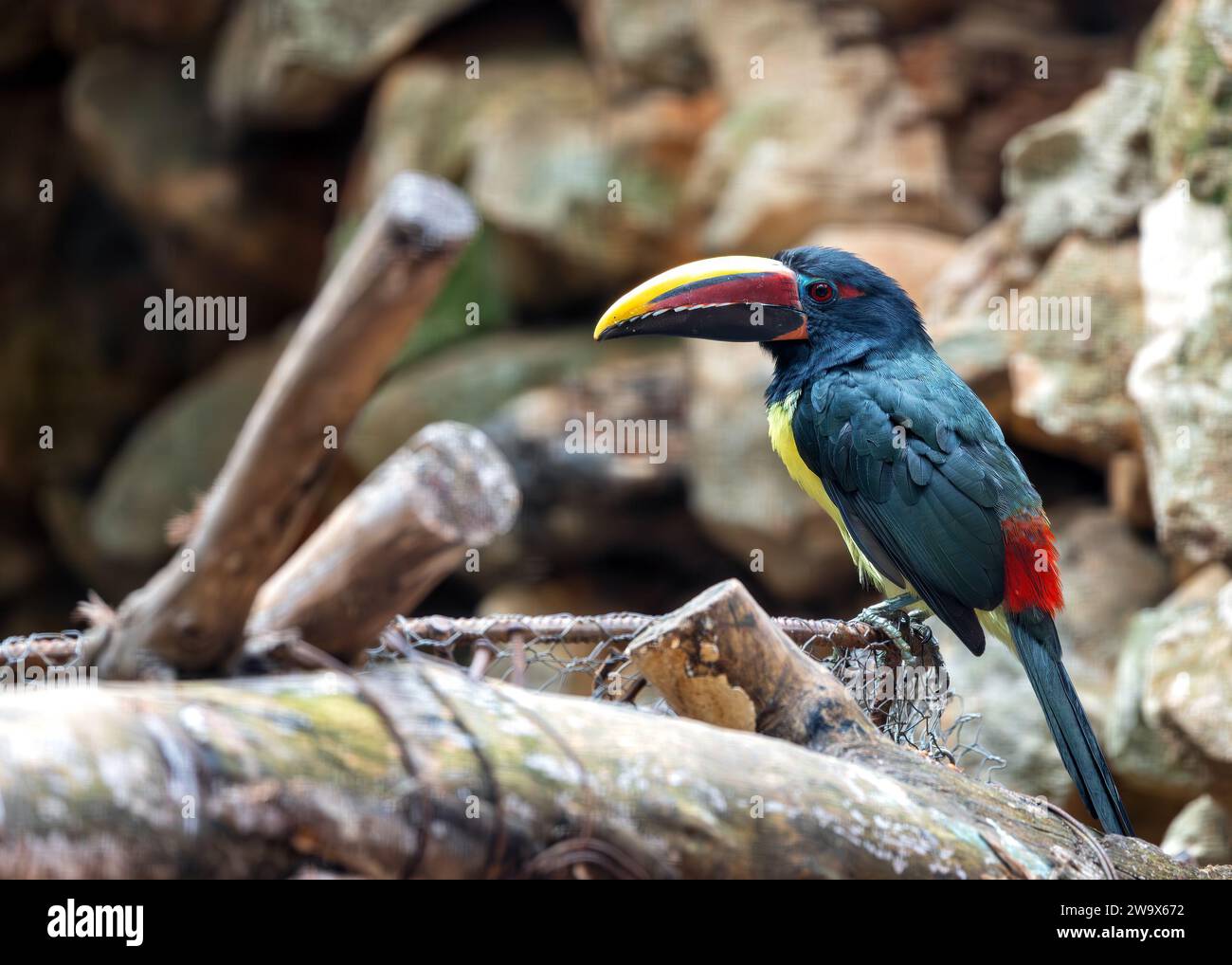 Pteroglossus viridis, the Green Aracari, brings tropical vibrance with ...