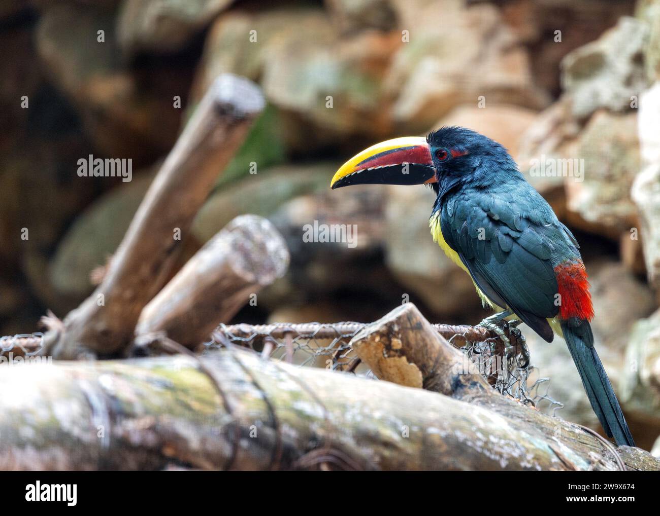 Pteroglossus viridis, the Green Aracari, brings tropical vibrance with ...
