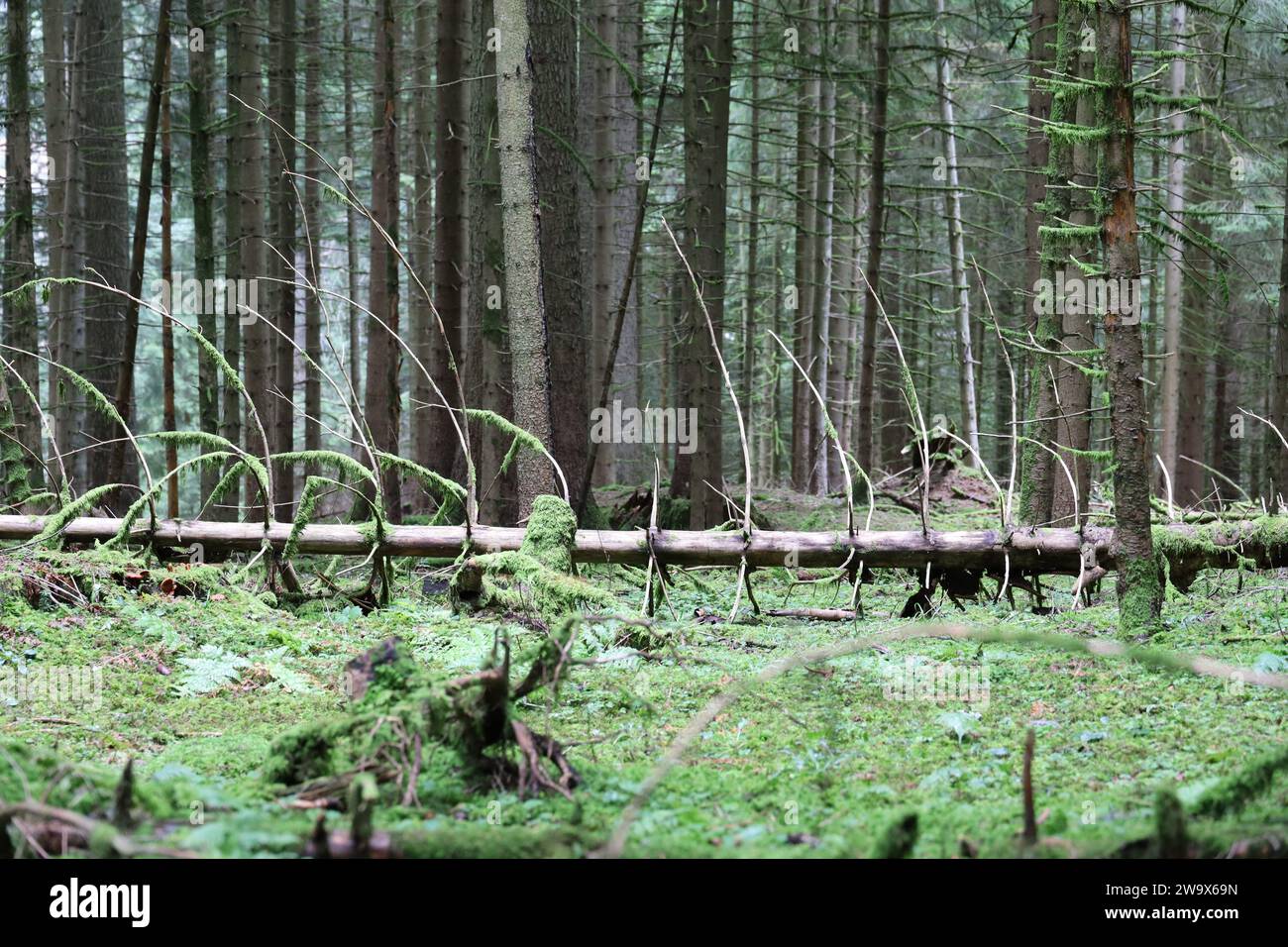 A Majestic Tree's Final Rest in the Enchanted Woods Stock Photo - Alamy