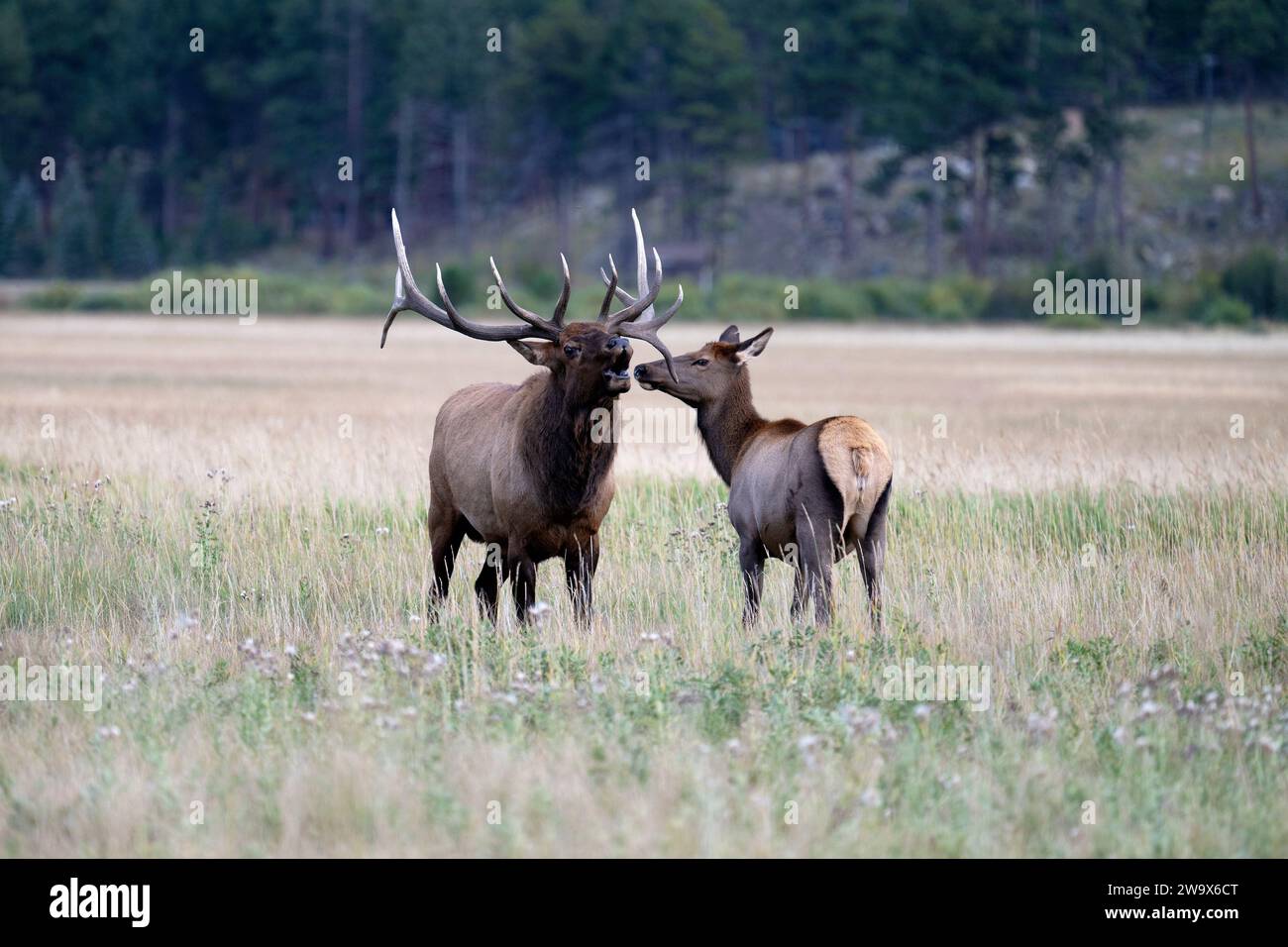 Bull and Cow Elk standing in a grassy meadow with Bull bugling during ...