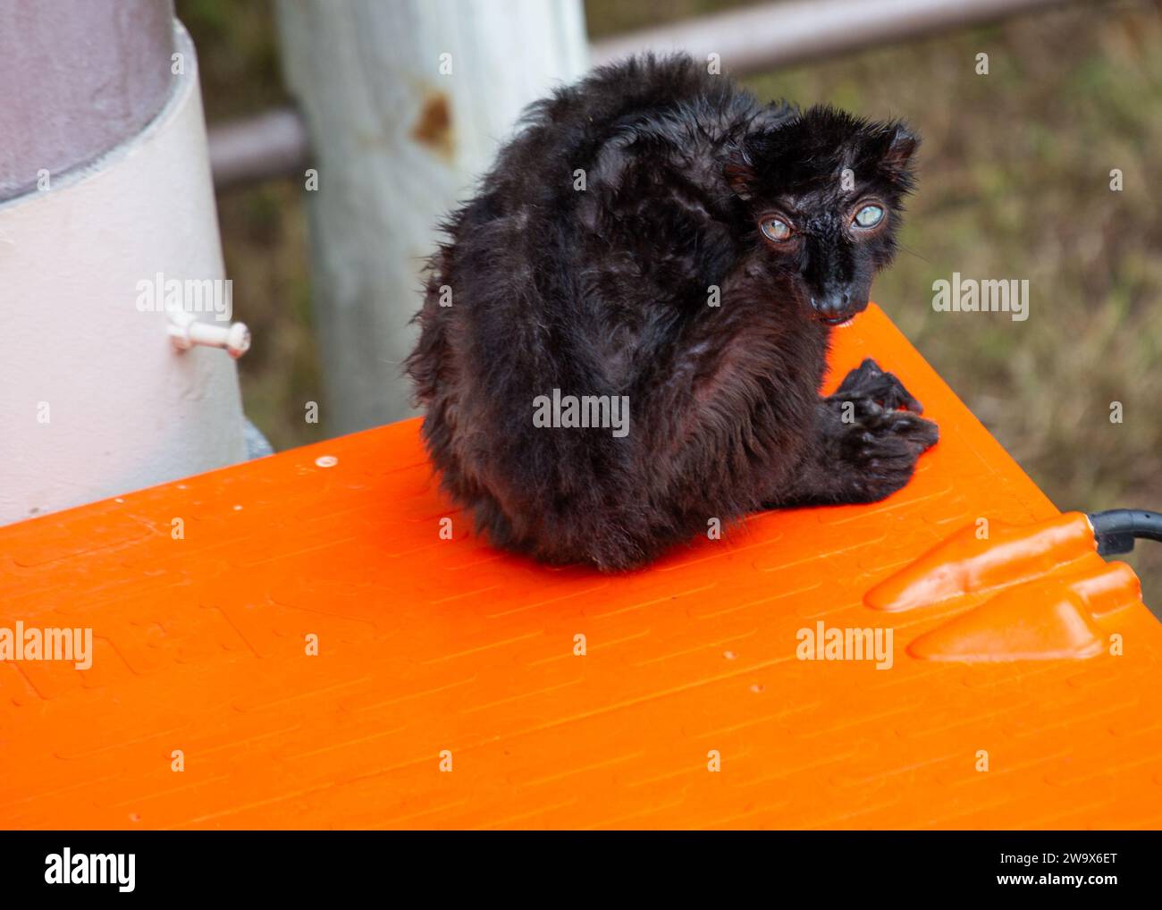 Eulemur flavifrons, the Blue-eyed Black Lemur, enchants Madagascar's ...
