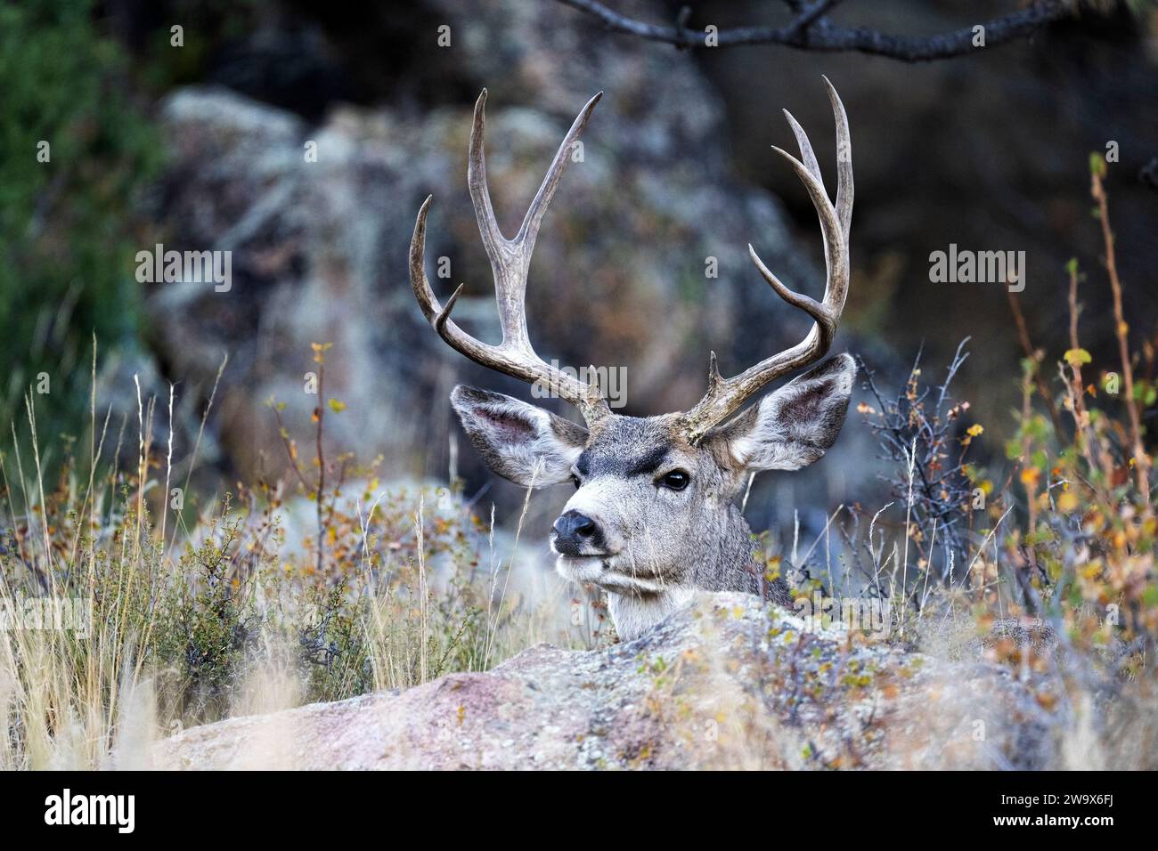 Mule Deer Buck peeking over a moss rock in the fall Stock Photo - Alamy