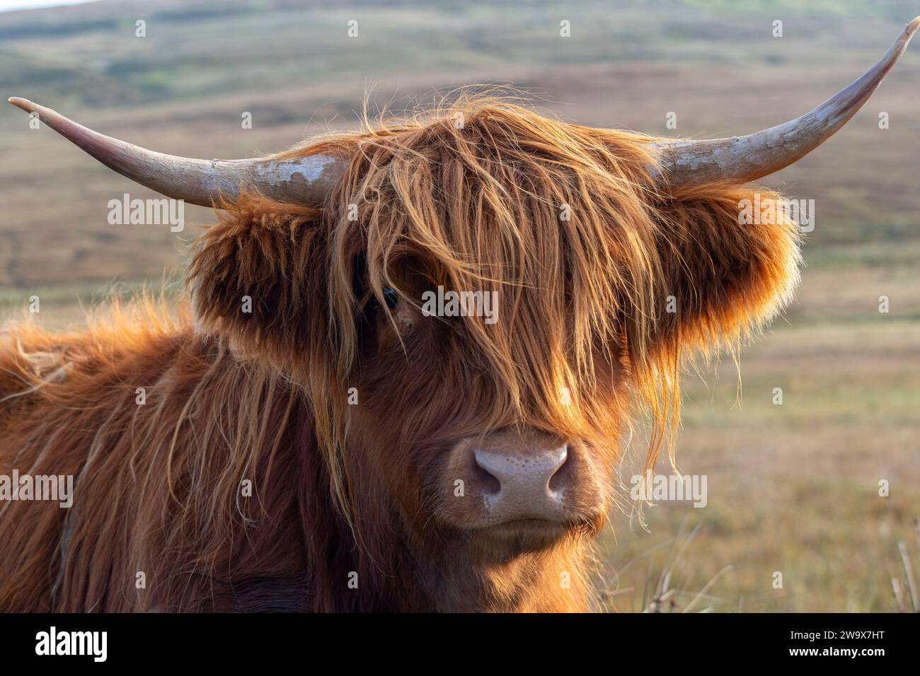 Highland coo hi-res stock photography and images - Alamy