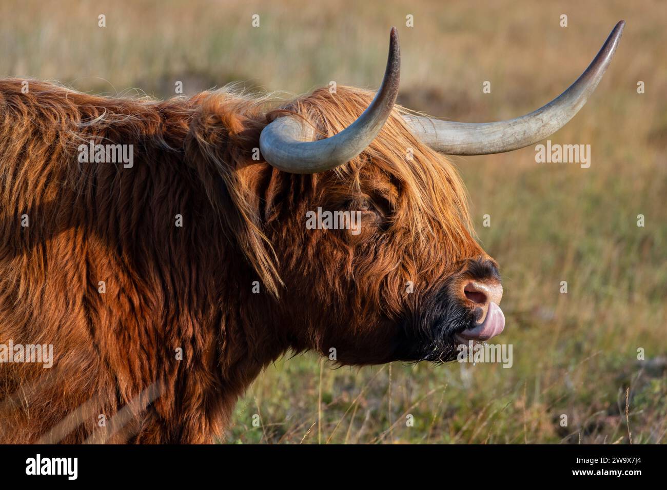 Highland coo (cow), Isle of Skye, Scotland Stock Photo - Alamy