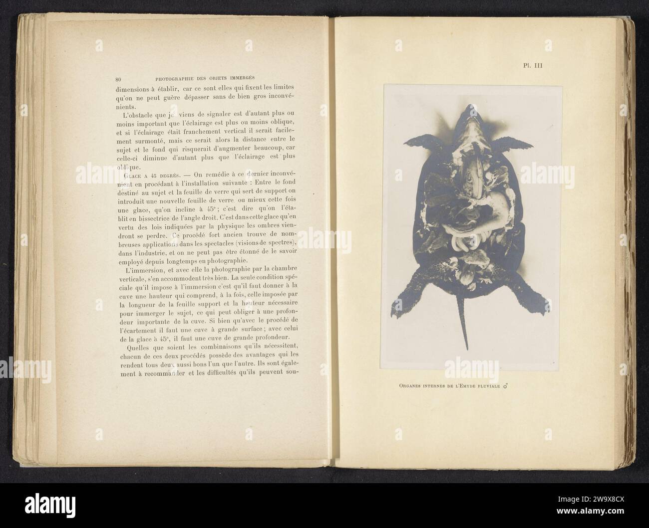 Turtles physiology hi-res stock photography and images - Alamy