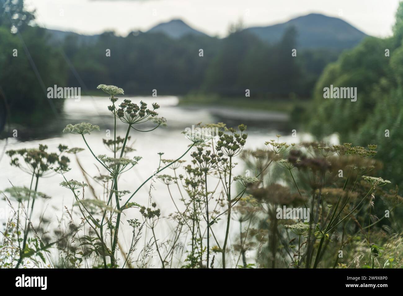 View of Eildons and Tweed from Temple of the Muses Stock Photo - Alamy