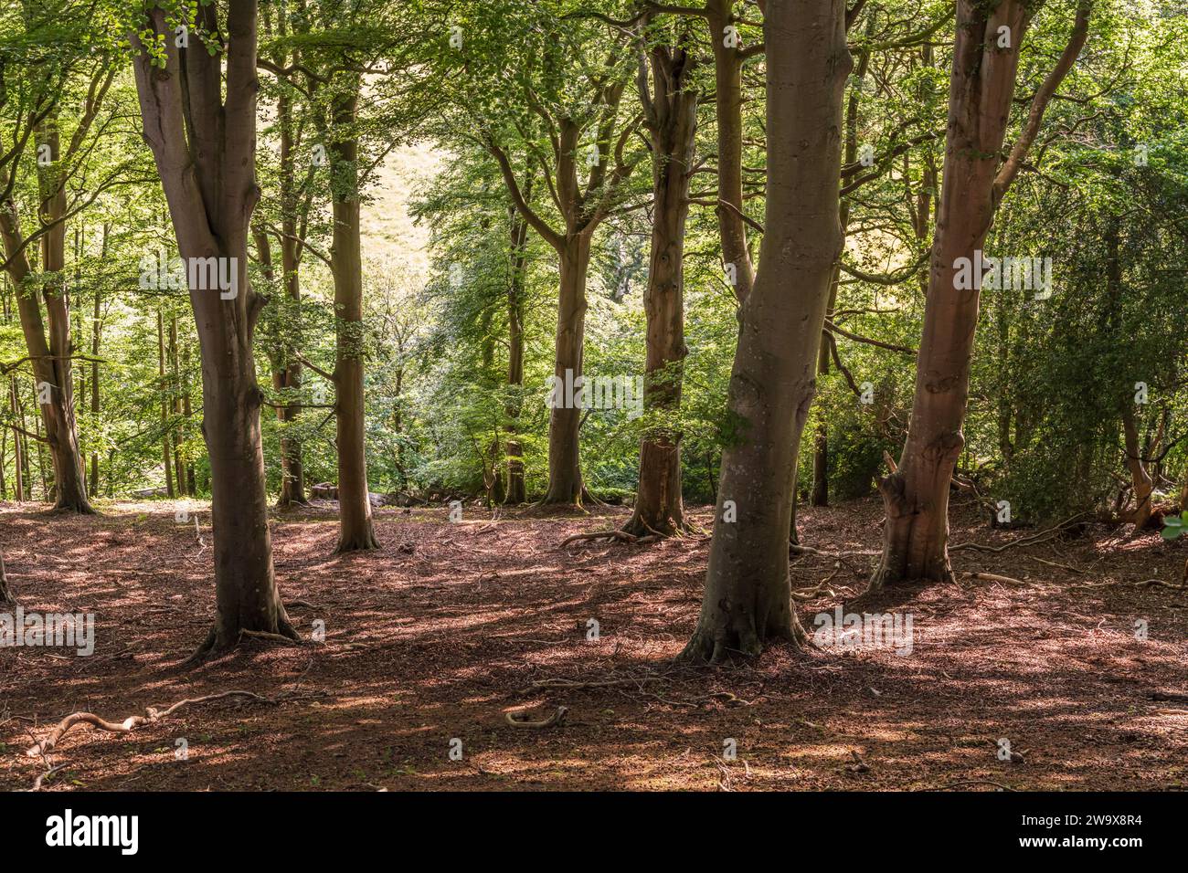 Dryburgh estate hi-res stock photography and images - Alamy