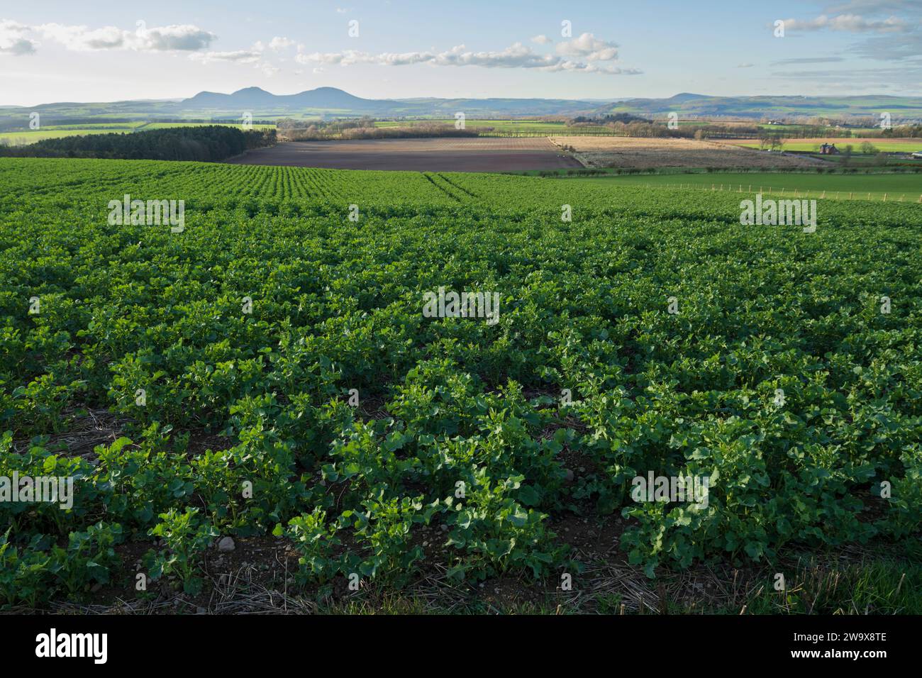 Productive farm land in the Scottish Borders Stock Photo - Alamy