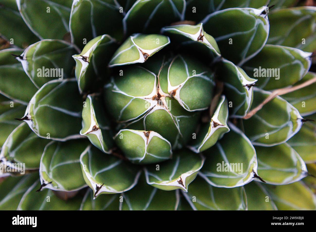 Queen Victoria cactus top view. Symmetrical, rosette of green foliage ...