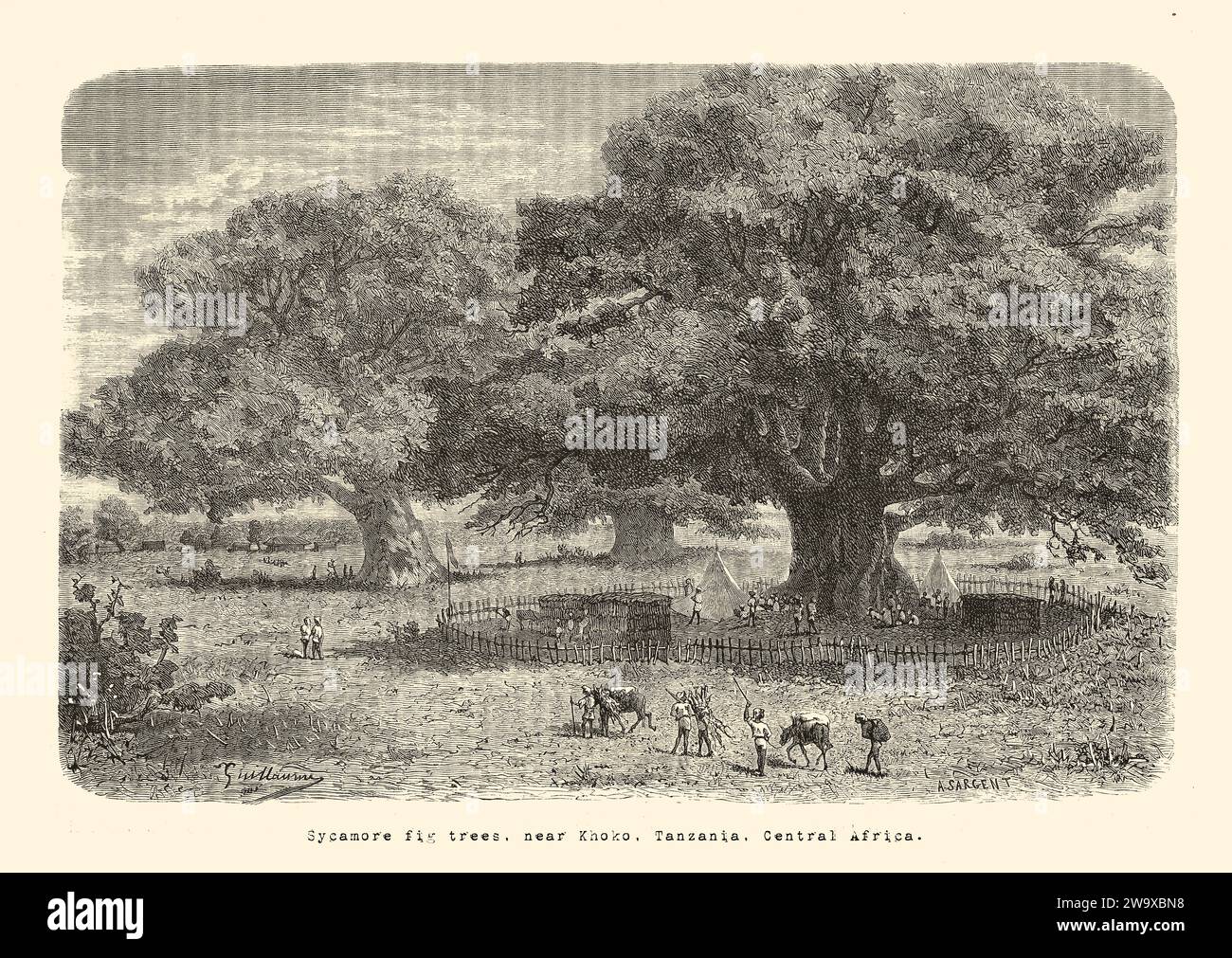 Ficus sycomorus 'Sycamore fig trees', near Khoko, Tanzania, Central ...