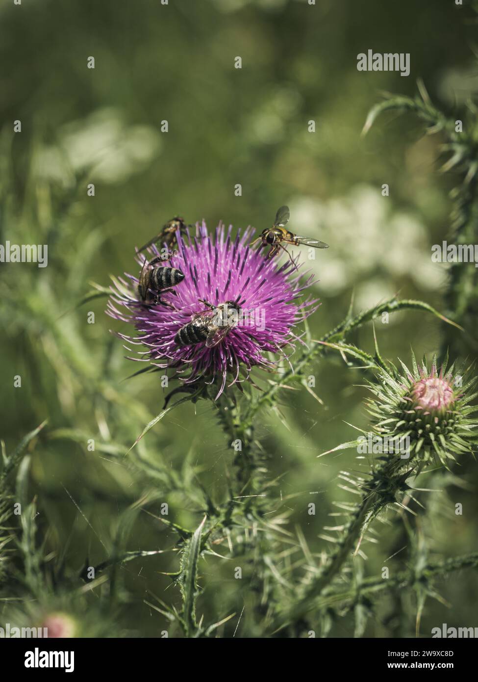 Black and yellow bumblebee bee pollinator insects feeding on a musk ...