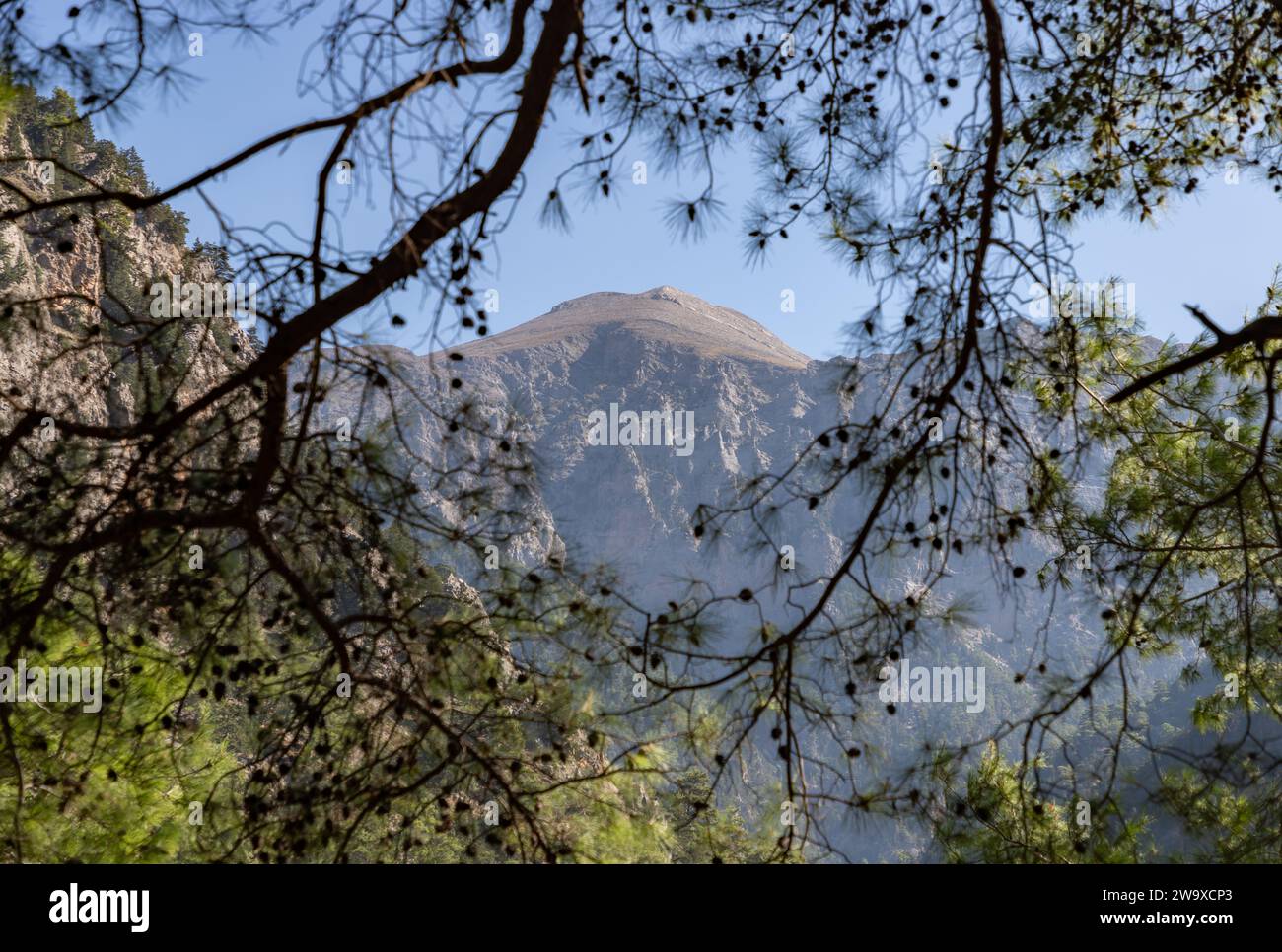 A picture of some trees on the Samaria Gorge overlooking a mountain ...