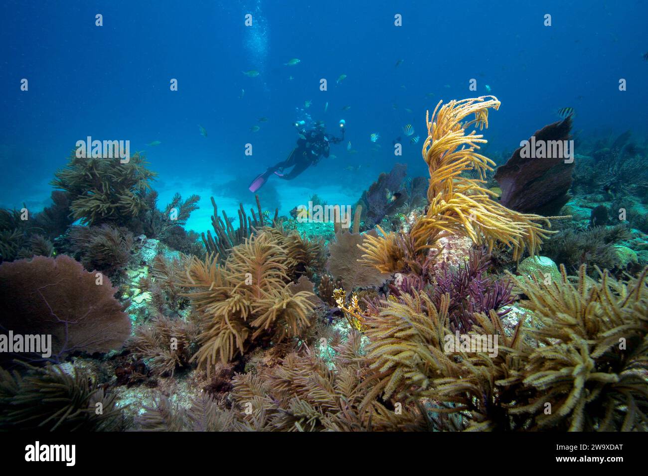 An underwater photographer on a beautiful coral reef in the Florida ...