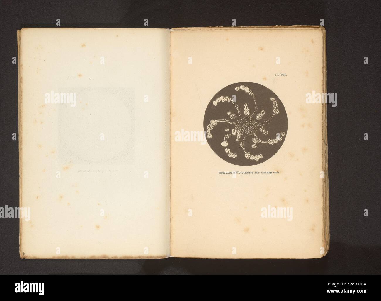 Microscope recording of the skeletal needle of a sea cucumber ...