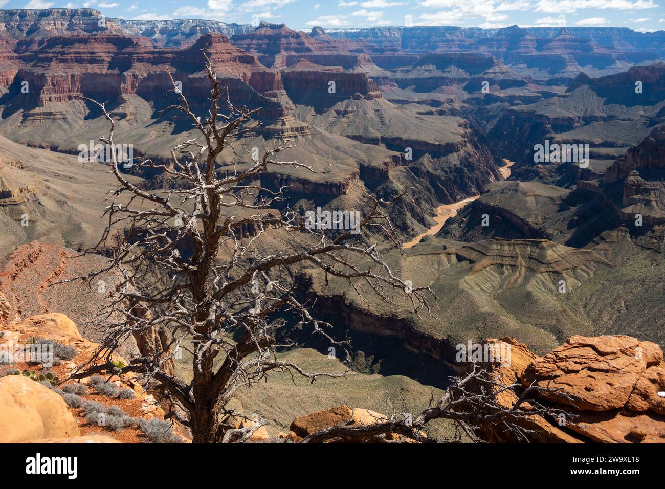 Dead Tree Below Yuma Point Looking Out Over The Colorado River in the ...