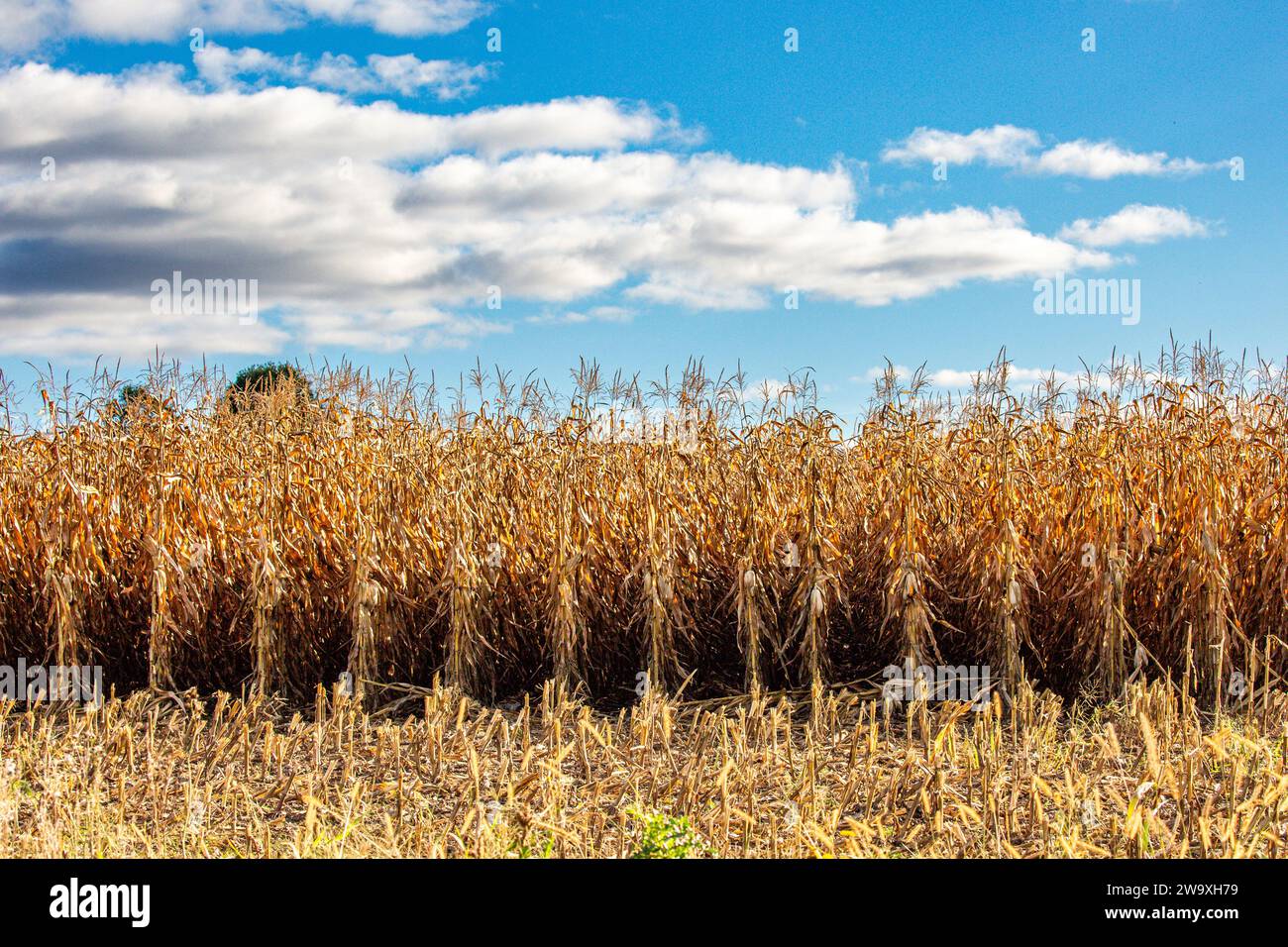 Tall Wisconsin corn stocks ready for harvest with copy space ...