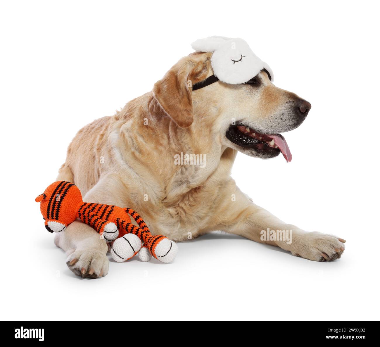 Cute Labrador Retriever with sleep mask and crocheted tiger resting on ...