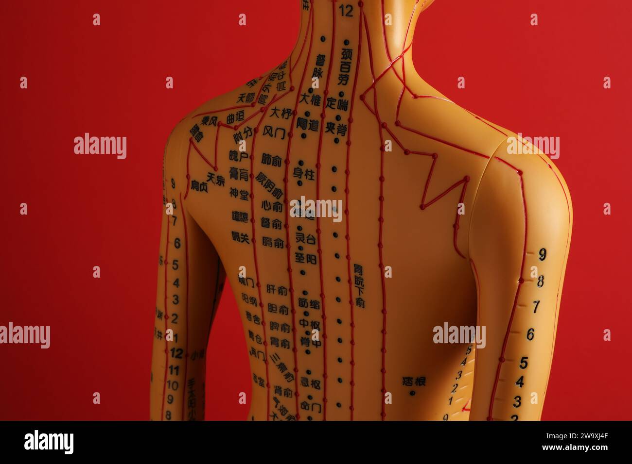 Acupuncture model human body hi-res stock photography and images - Alamy