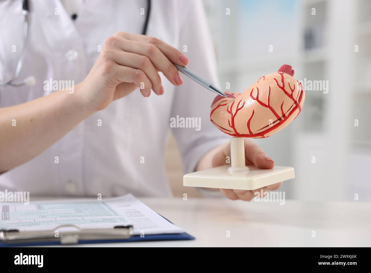 Gastroenterologist showing human stomach model at table in clinic ...