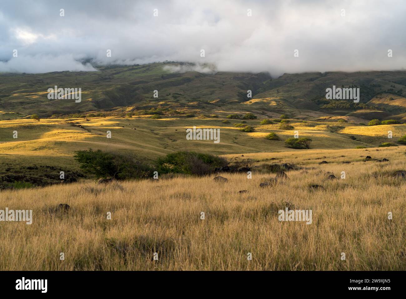 The undulating grasslands along the Piilani Highway on Maui unfold ...