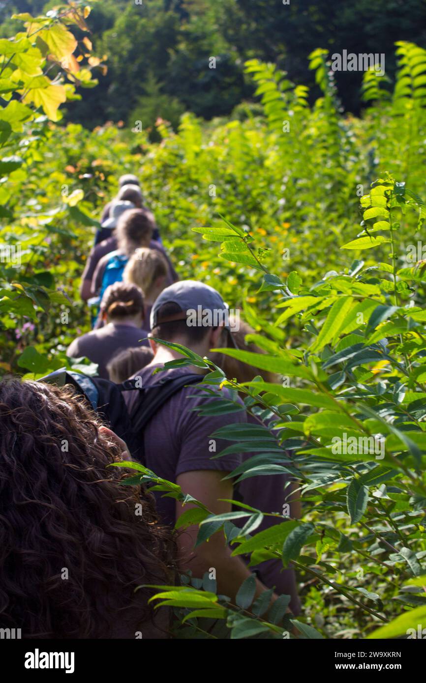 A group of hikers traveling in a straight line heading into the woods ...