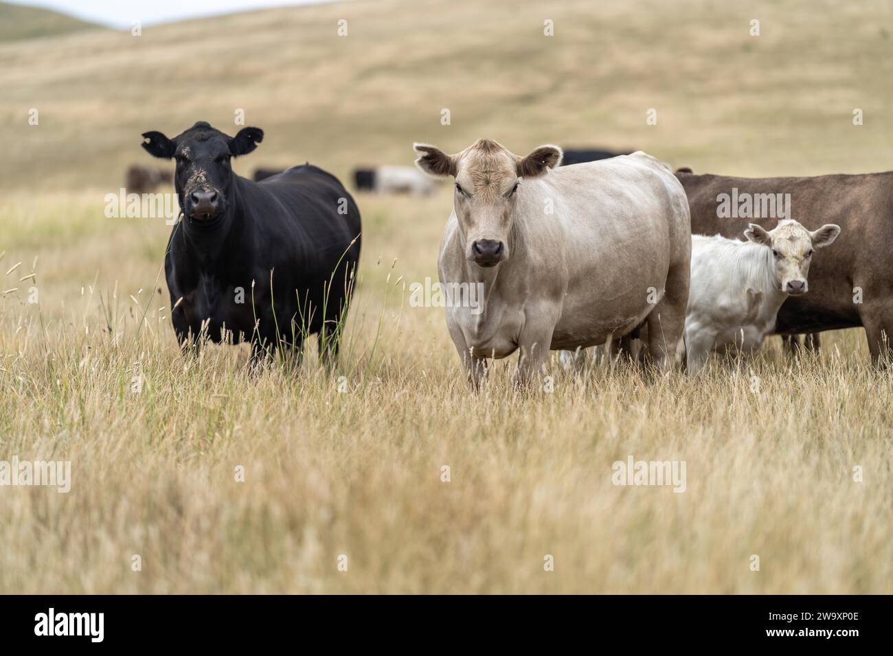 stud wagyu and angus beef cows in a paddock free range in australia, in ...