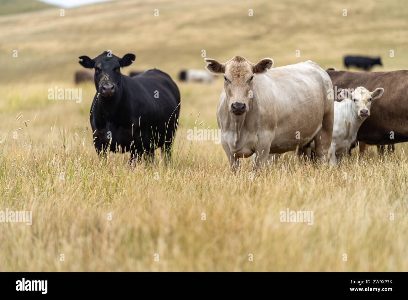 angus, wagyu and murray grey cattle in a paddock on a farm with long ...