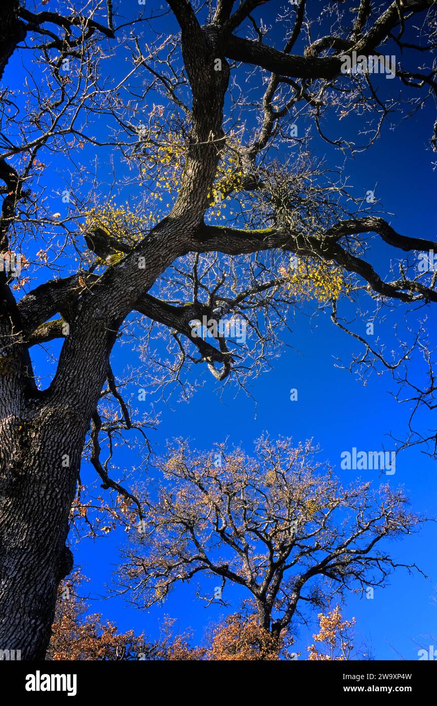 Quercus pubescens fruit hi-res stock photography and images - Alamy