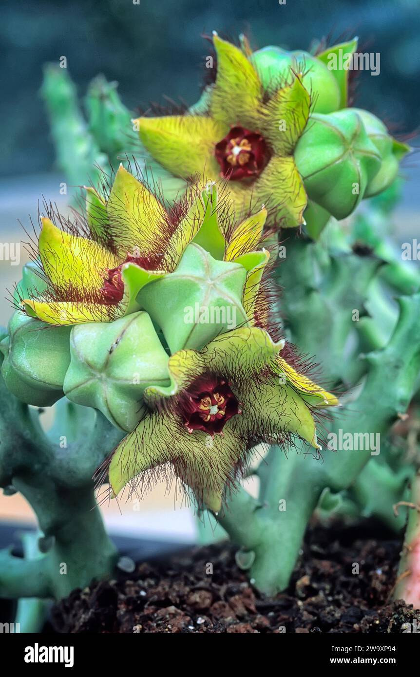 Hutchinia indica hi-res stock photography and images - Alamy