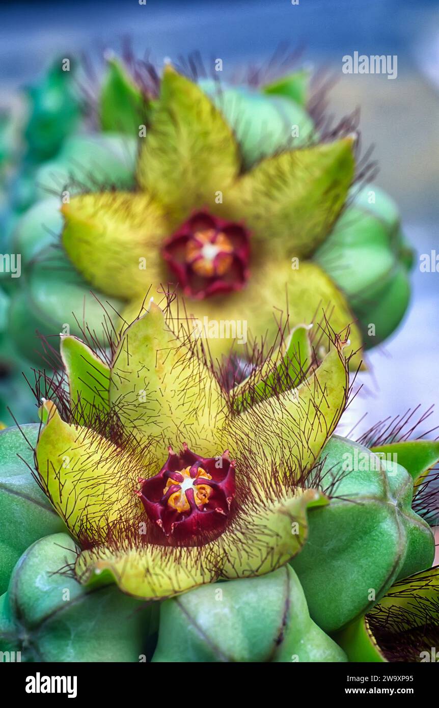 Caralluma indica hi-res stock photography and images - Alamy