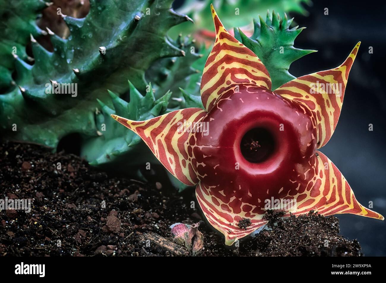 Huernia zebrina magniflora hi-res stock photography and images - Alamy