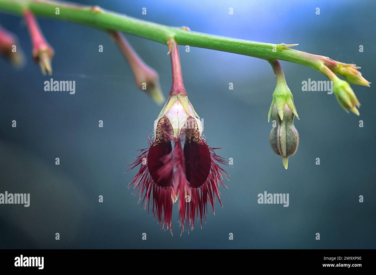 Caralluma hi-res stock photography and images - Alamy