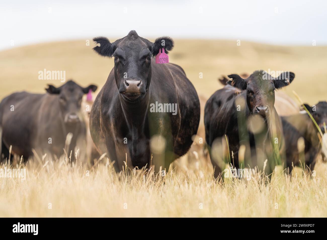 New zealand angus beef cow hi-res stock photography and images - Alamy