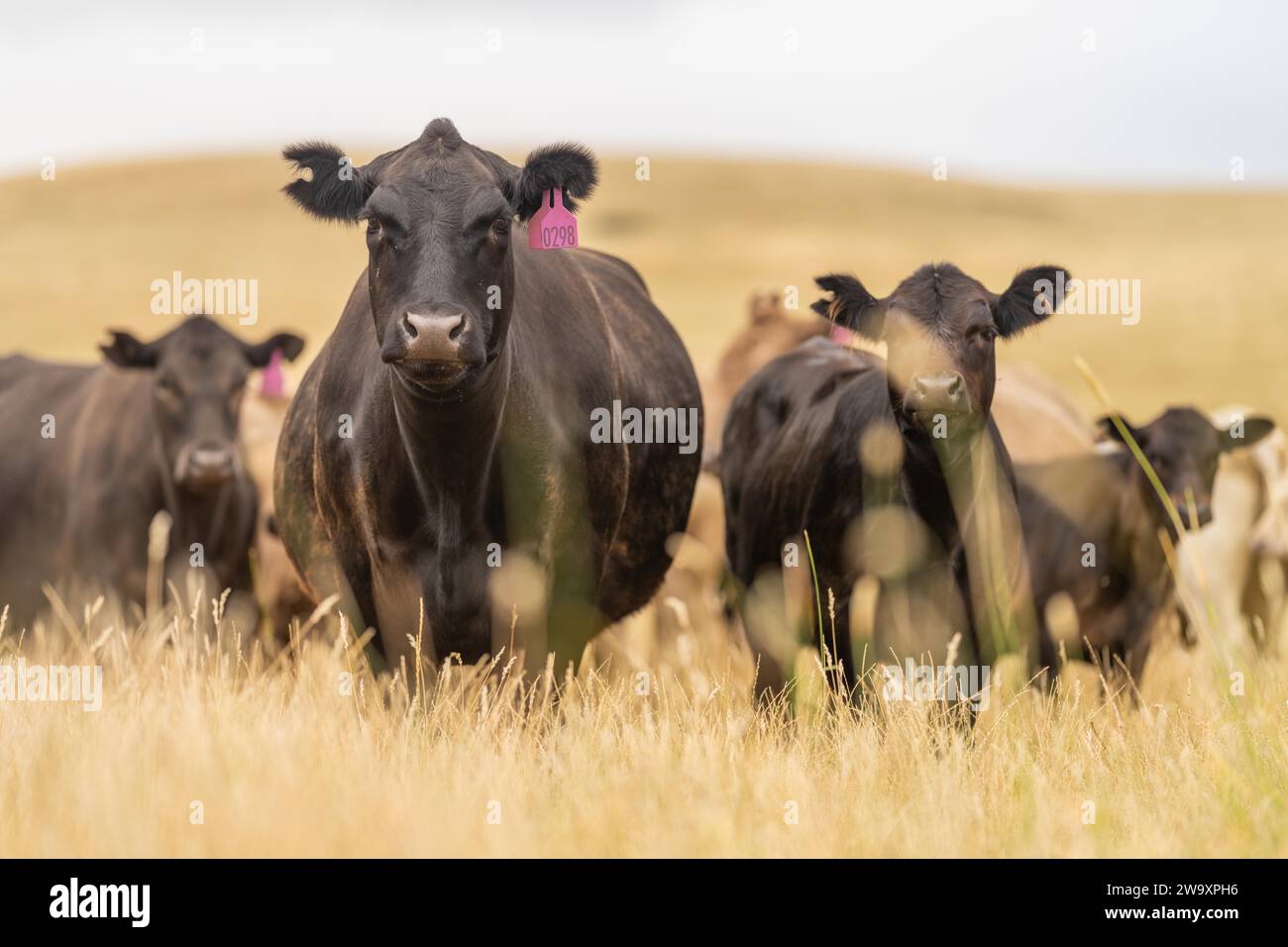 wagyu and angus cattle are Agricultural free range livestock on a farm ...