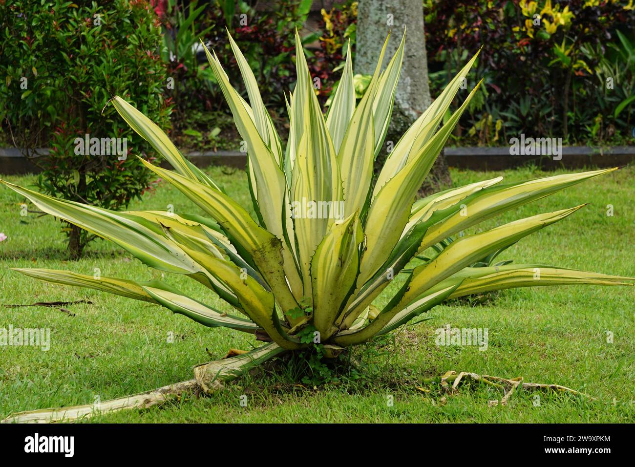 Agave americana Mediopicta (also called Agave americana, century plant ...