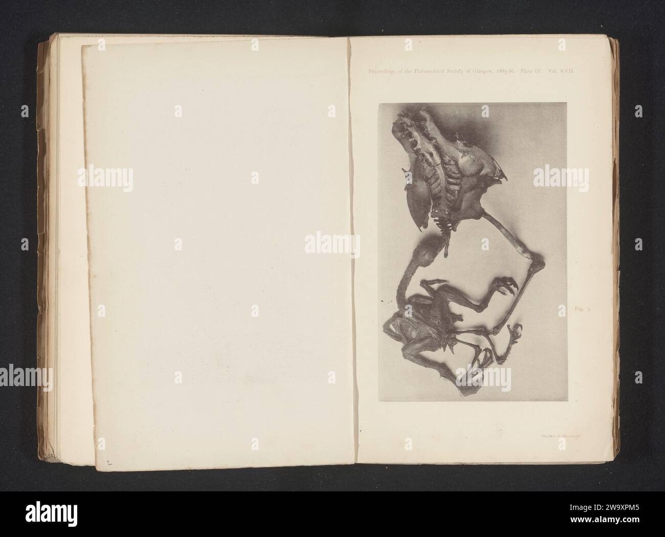 Skeleton of a pheasant and a chick with extra limbs, anonymous, c. 1881 ...