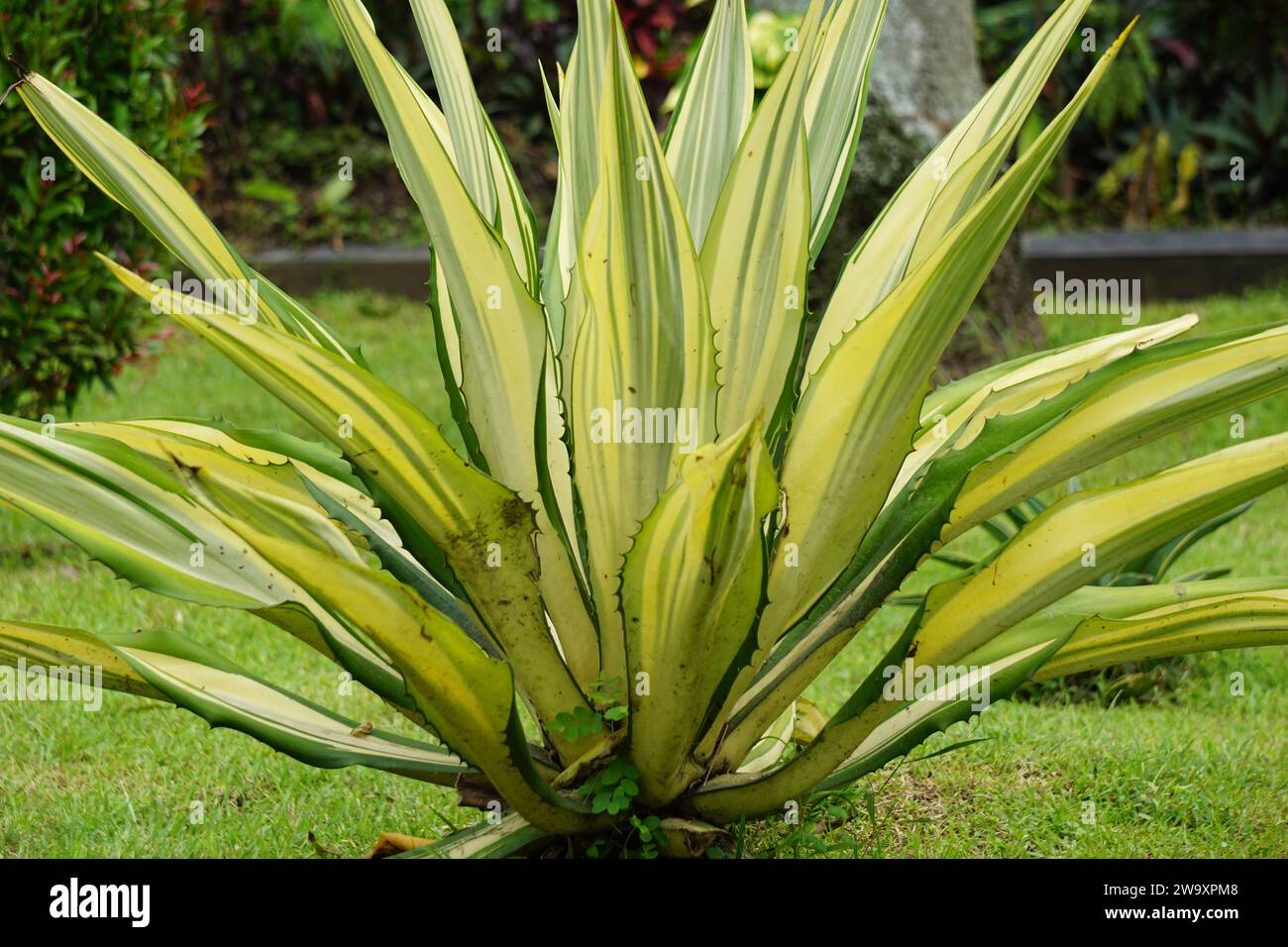 Tanaman abad hi-res stock photography and images - Alamy
