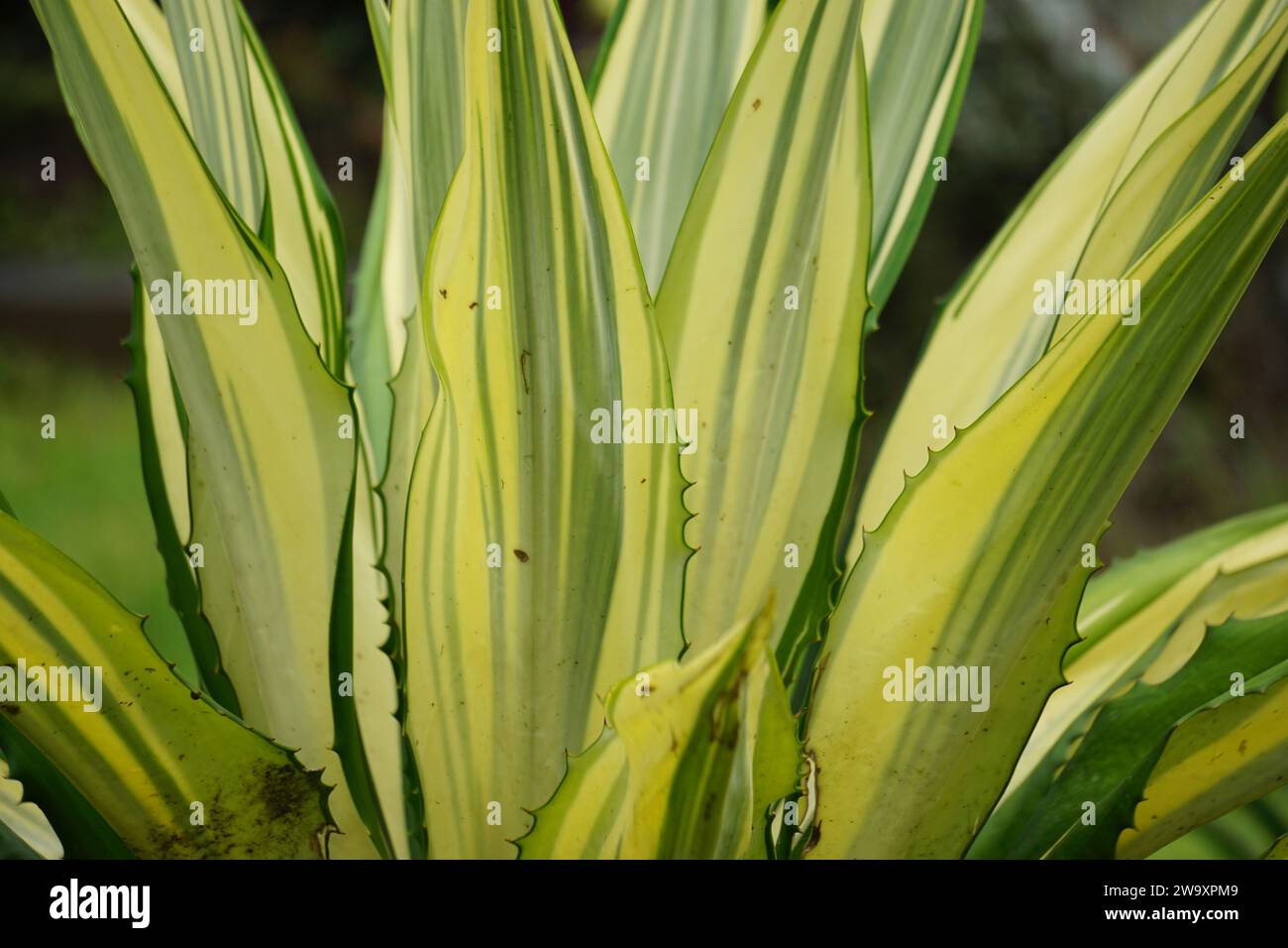 Tanaman abad hi-res stock photography and images - Alamy