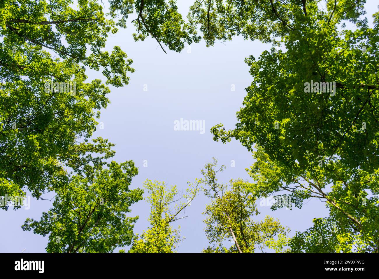 A sky view of circular green trees with leaves canopy opening in a ...