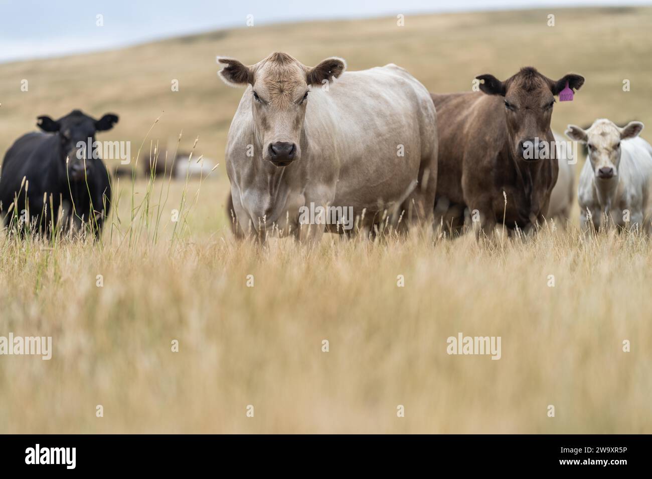 Stud Beef bulls, cows and calves grazing on grass in a field, in ...