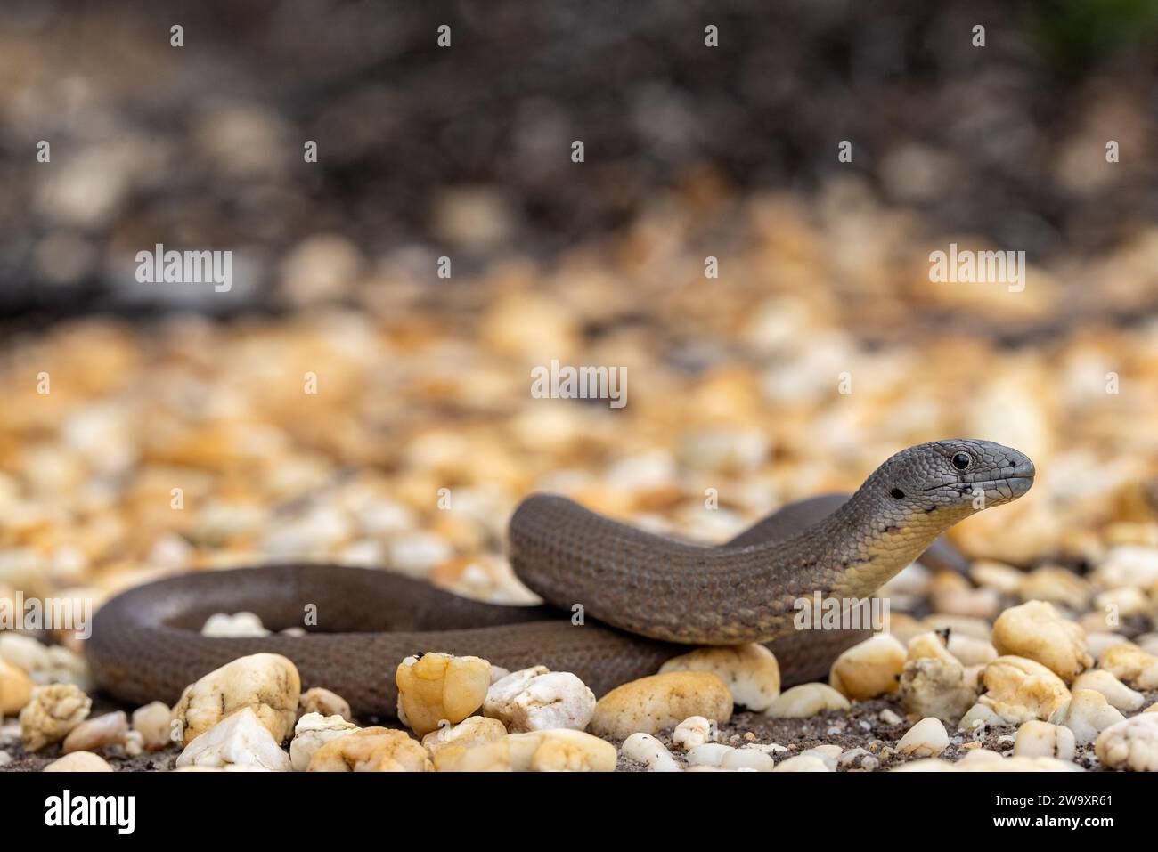 Australian Common Scaly-foot Legless Lizard Stock Photo - Alamy